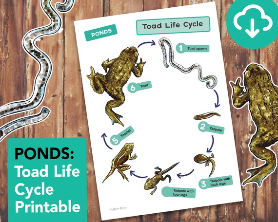Toad Life Cycle Poster Educational Pond Printable | Etsy