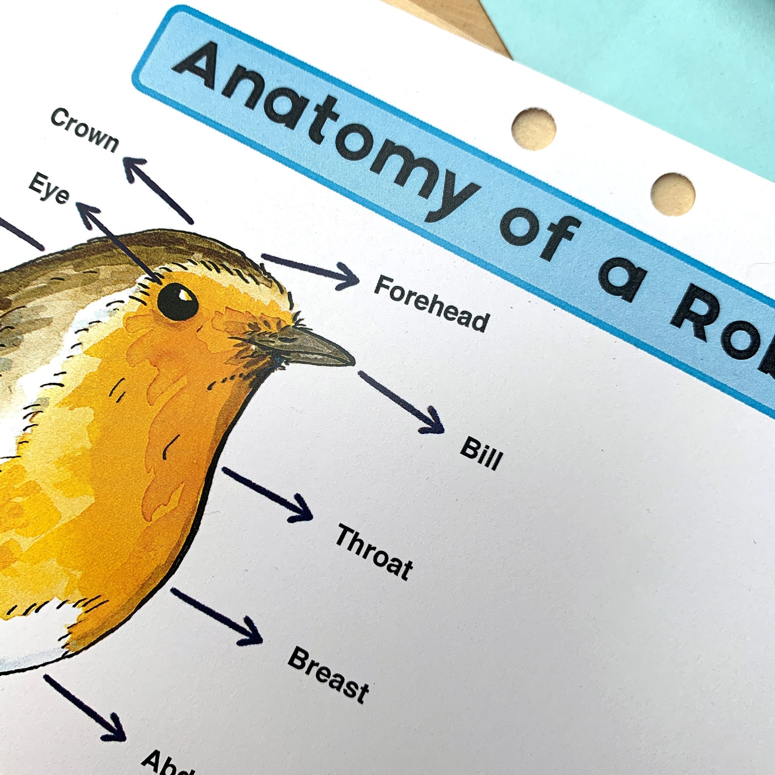 Robin Anatomy Diagram Educational Birds Species Printable - Etsy