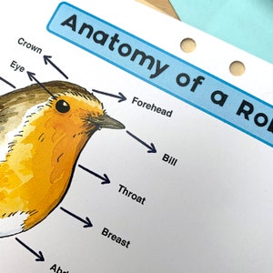 Robin Anatomy Diagram - Educational Birds Species Printable - Etsy