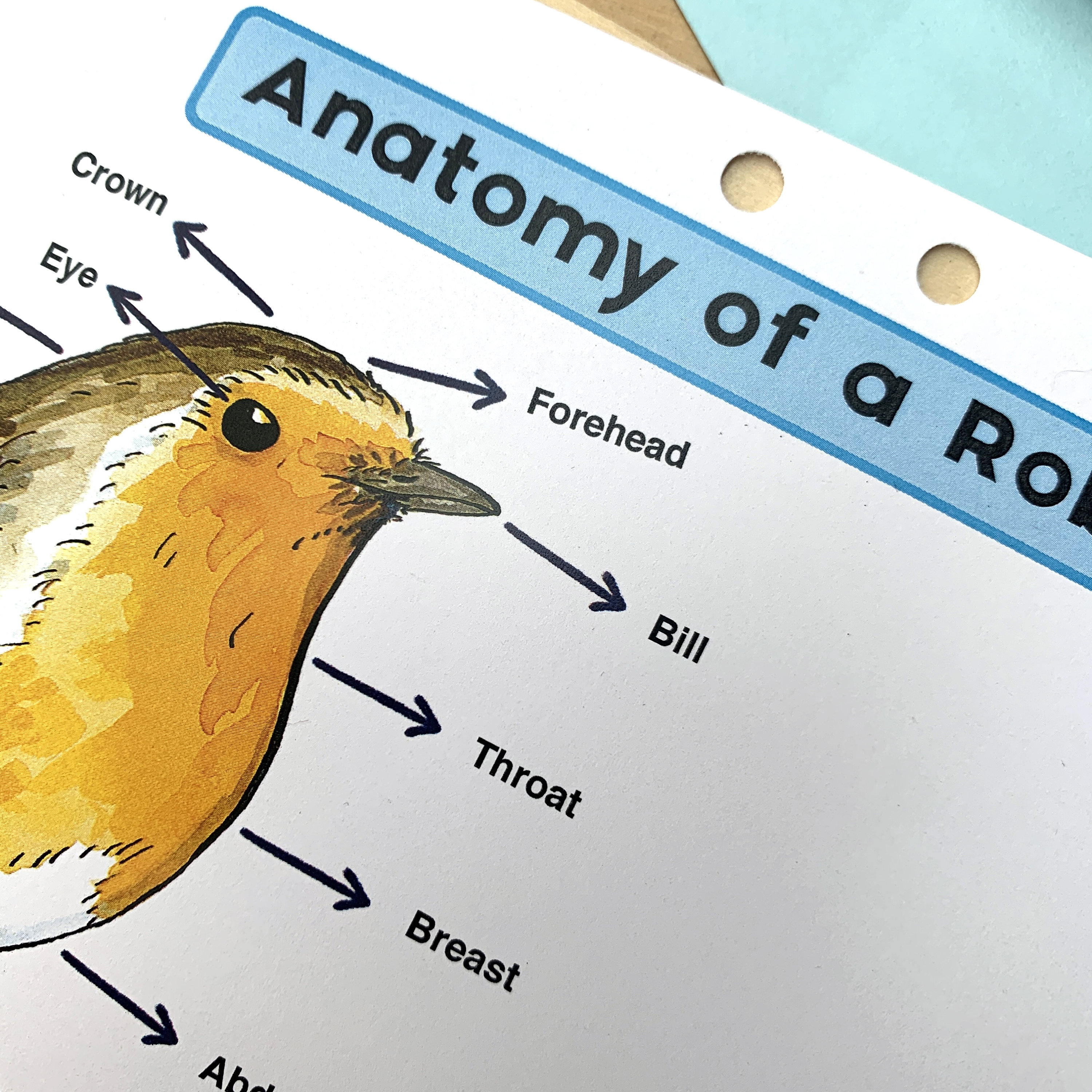 Robin Anatomy Diagram - Educational Birds Species Printable - Etsy