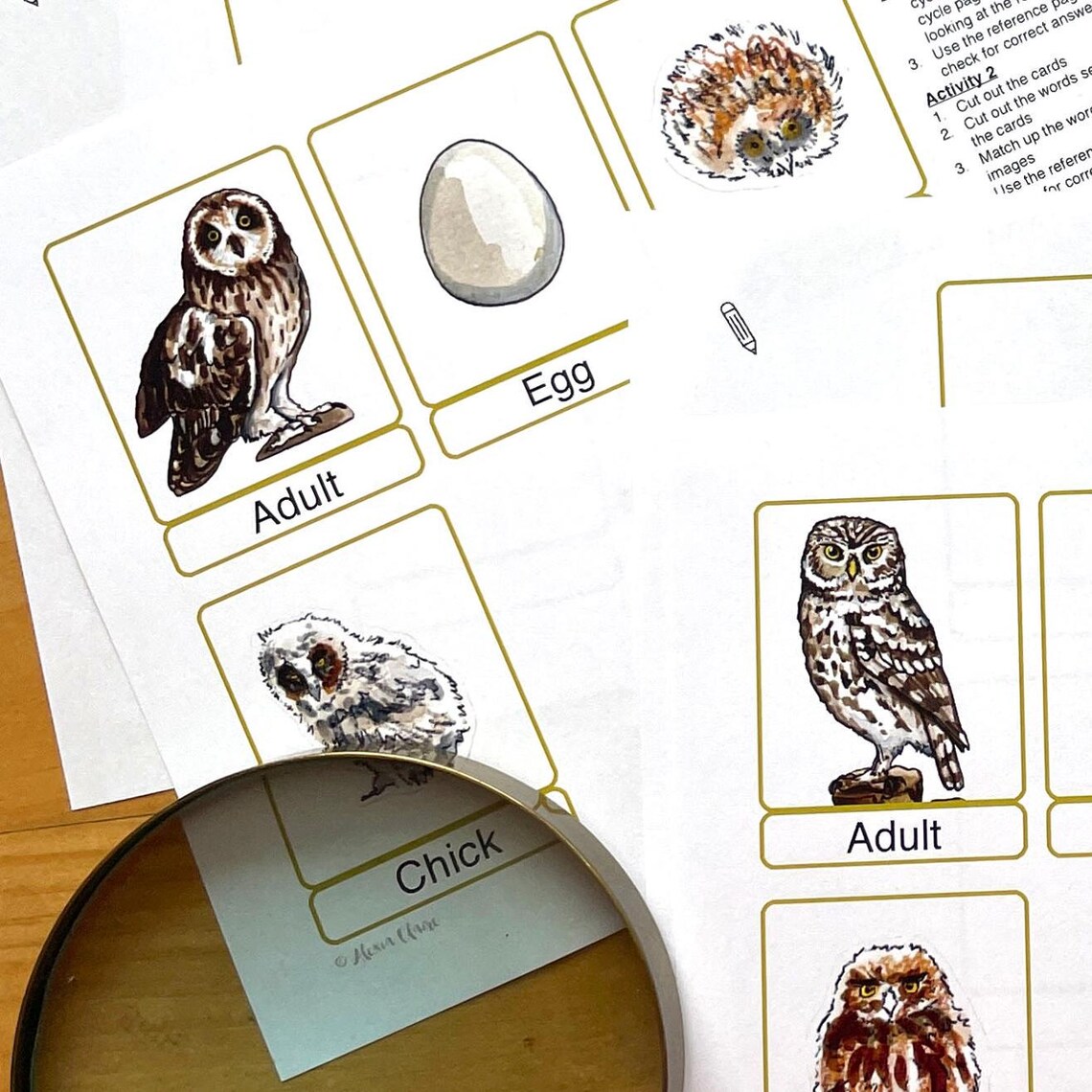 Owl Anatomy and Life Cycles Study Pack - Educational Printable - Home ...