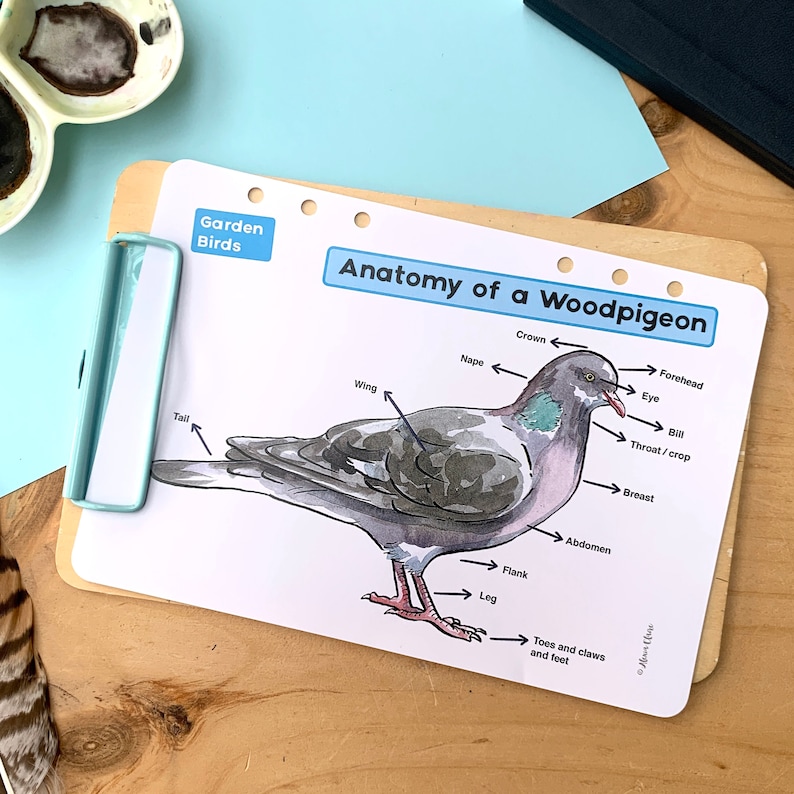 Wood Pigeon Anatomy Diagram Educational Birds Species - Etsy