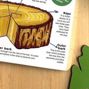 Tree Trunk Slice Diagram - Educational Tree Printable - Etsy