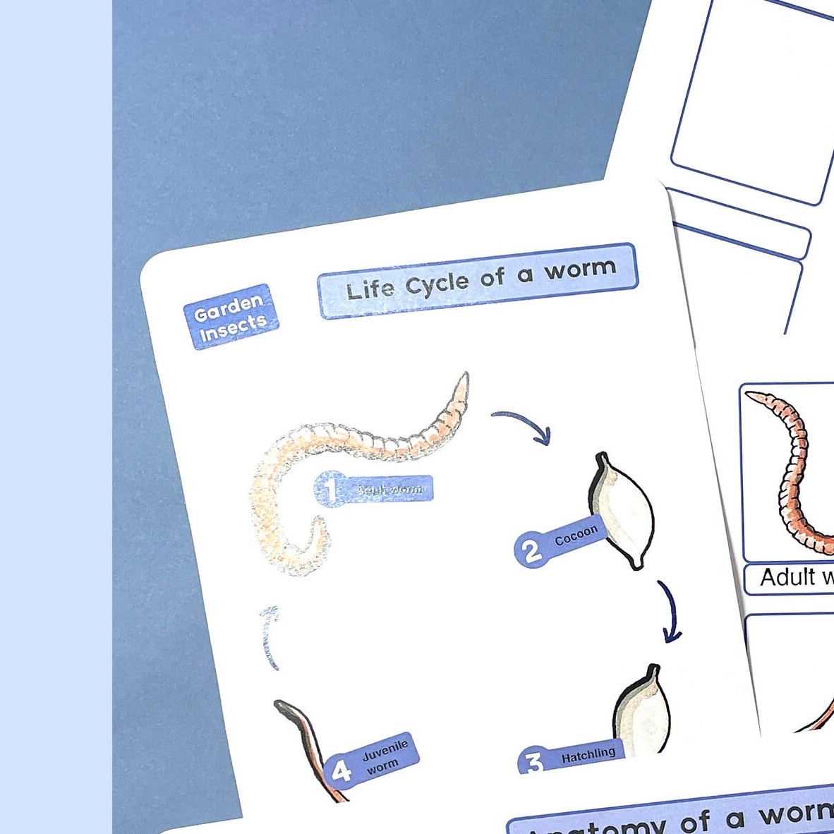 Worm Life Cycle Diagram Educational Worm Anatomy Printable Etsy Uk