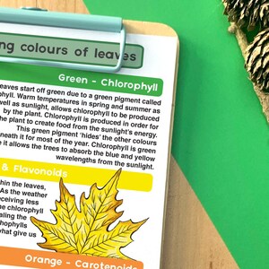 Tree Leaves Colour Change Study Worksheet - Educational Tree Printable ...