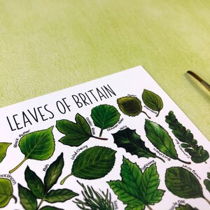 Leaves of Britain Postcard, Trees Poster, Tree Collection, Leaf ...
