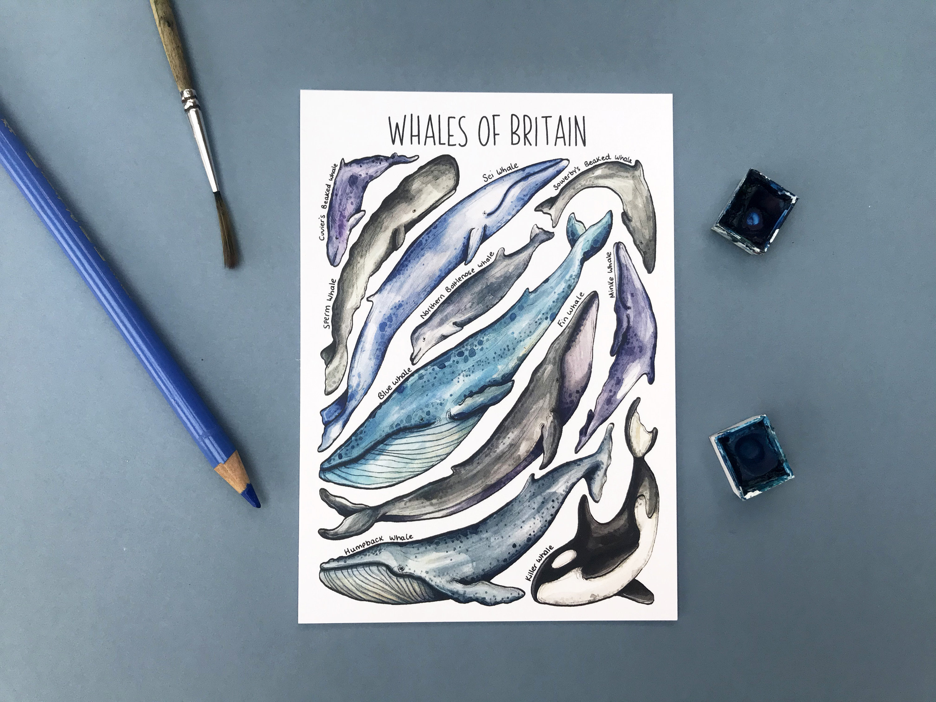 Whales of Britain Postcard Whale card Whale collection | Etsy