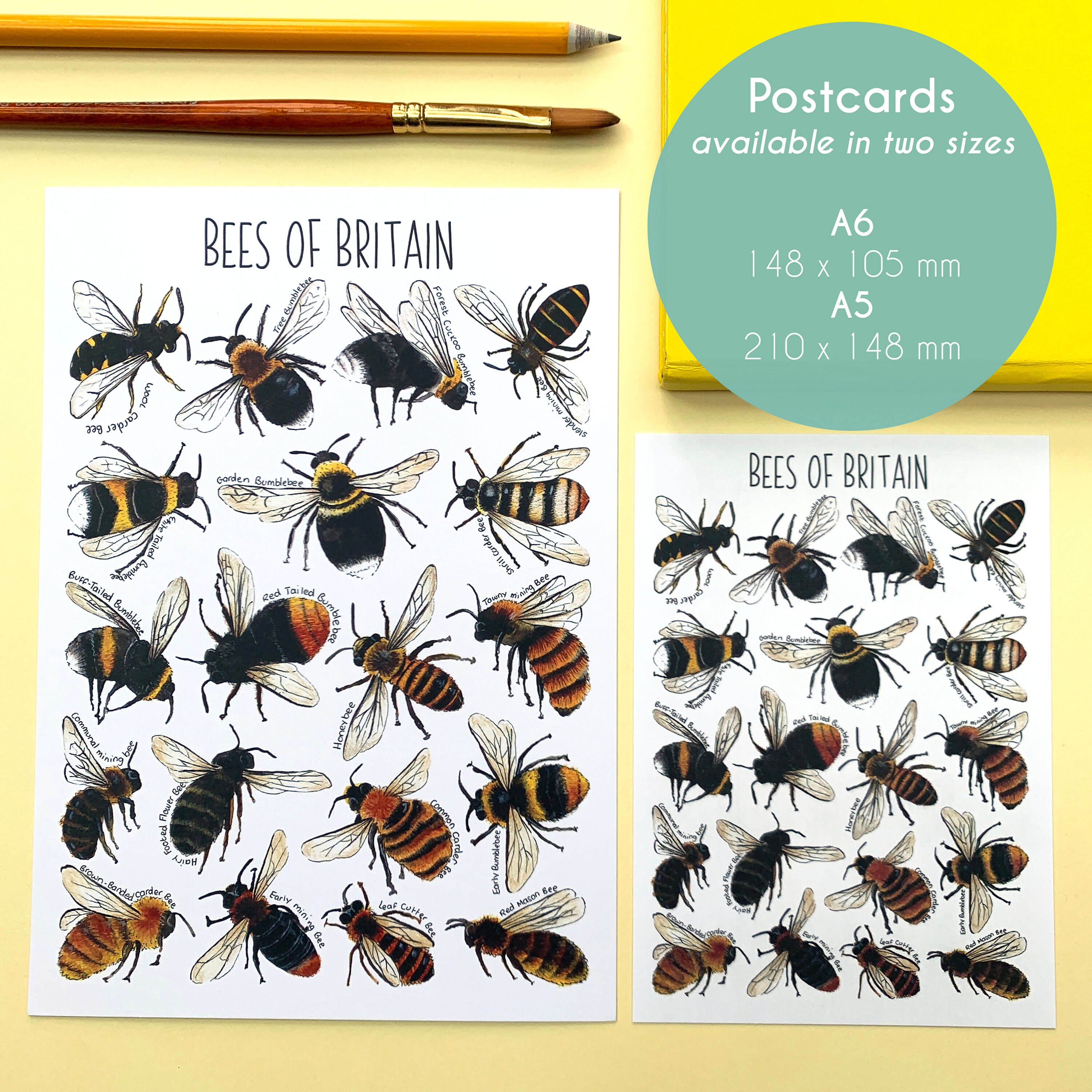 Bees of Britain Postcard, Bees Poster, Bee Collection, Bumblebees ...