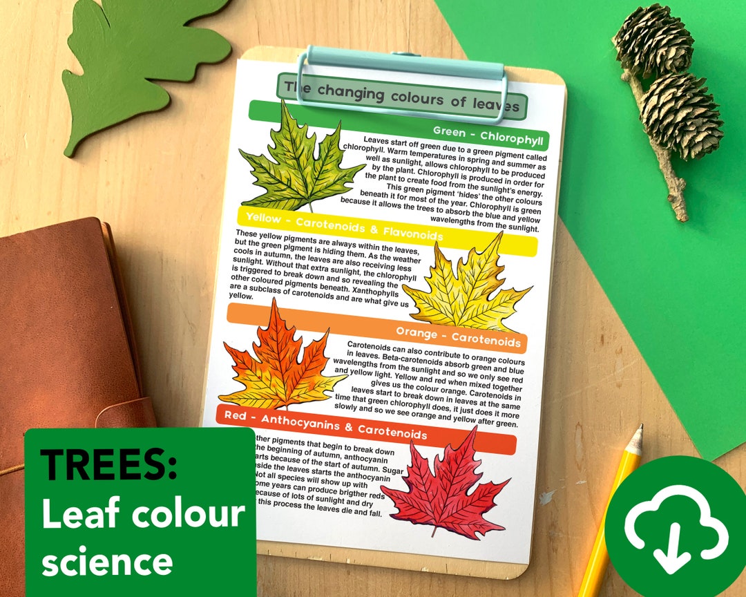 Tree Leaves Colour Change Study Worksheet - Educational Tree Printable ...