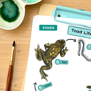 Toad Life Cycle Poster - Educational Pond Printable - Etsy