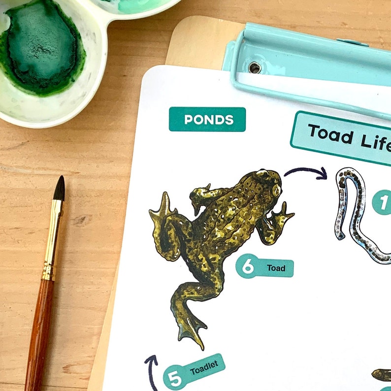 Toad Life Cycle Poster - Educational Pond Printable - Etsy