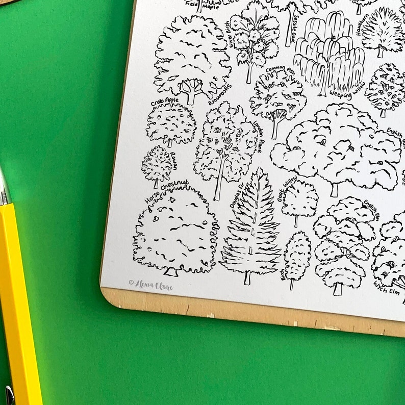 Trees Species Colouring in Sheet - Educational Tree Printable - Etsy