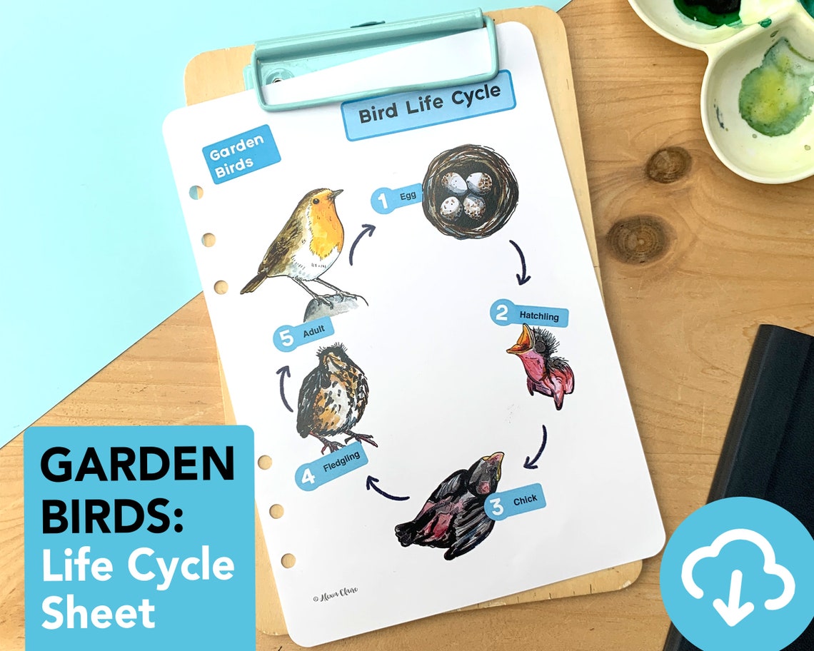 Robin Life Cycle Diagram Educational Birds Species Printable - Etsy