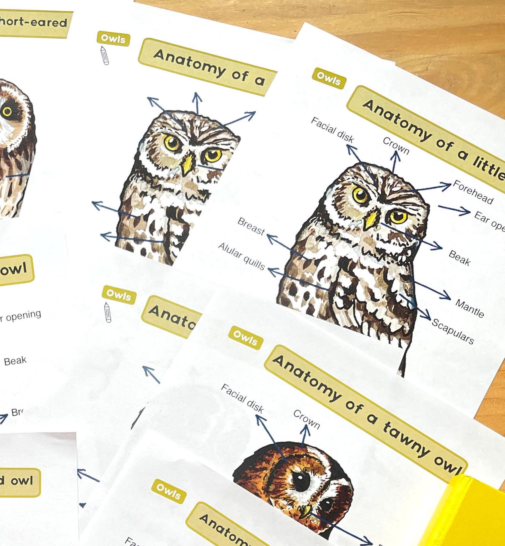 Owl Anatomy and Life Cycles Study Pack - Educational Printable - Home ...