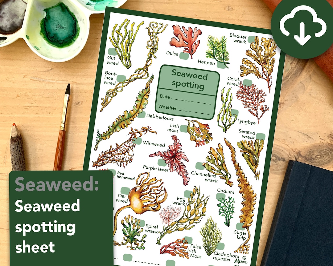 Seaweed Spotting Worksheet - Educational Wildlife Printable - Etsy