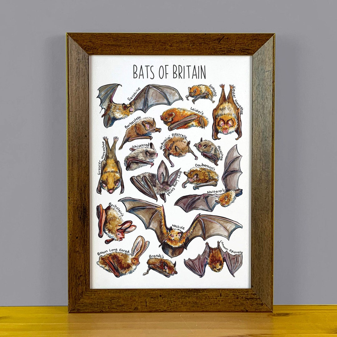 Bats of Britain Watercolour Wildlife Print - Etsy UK