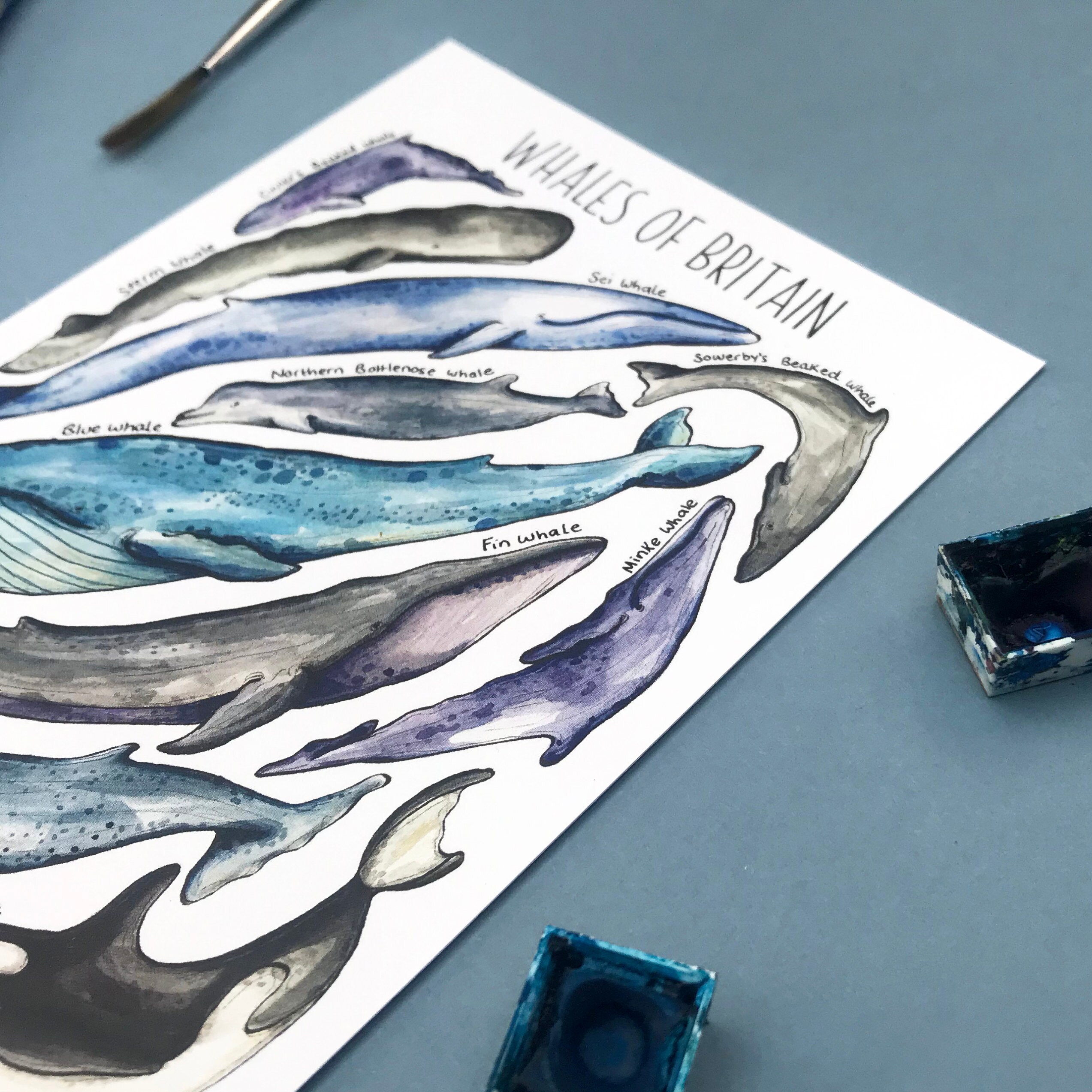 Whales of Britain Postcard Whale Card Whale Collection - Etsy UK