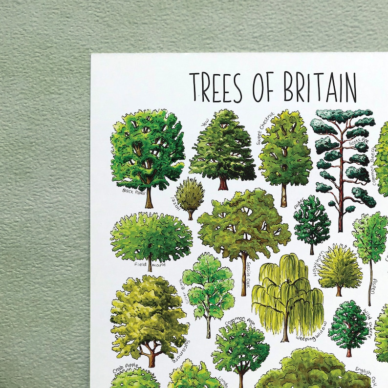 Trees of Britain Watercolour Postcard - Etsy UK