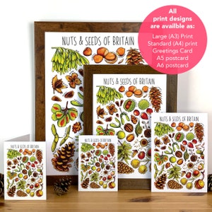 Nuts & Seeds of Britain Postcard, Trees Poster, Tree Collection, Leaf ...