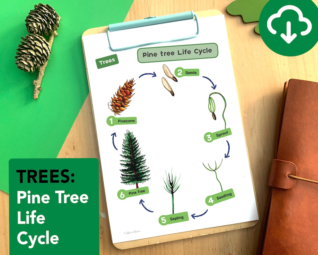 Pine Tree Life Cycle - Educational Tree Printable - Etsy