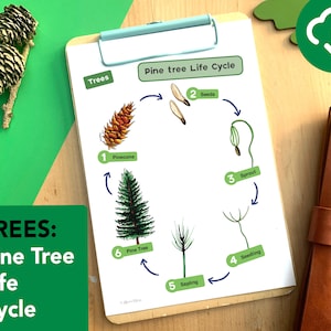 Pine Tree Life Cycle - Educational Tree Printable - Etsy