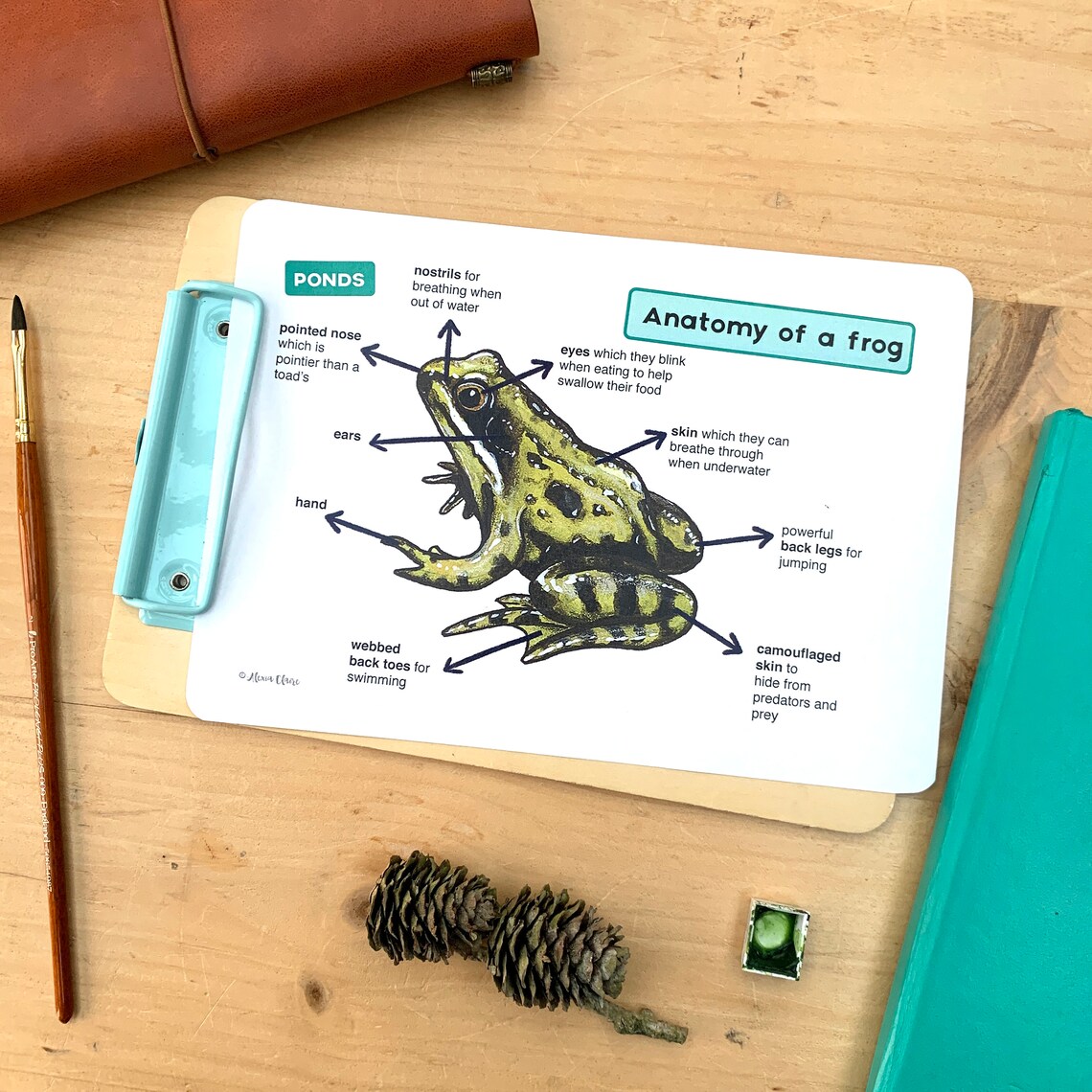 Frog Anatomy Poster Educational Pond Printable - Etsy Canada