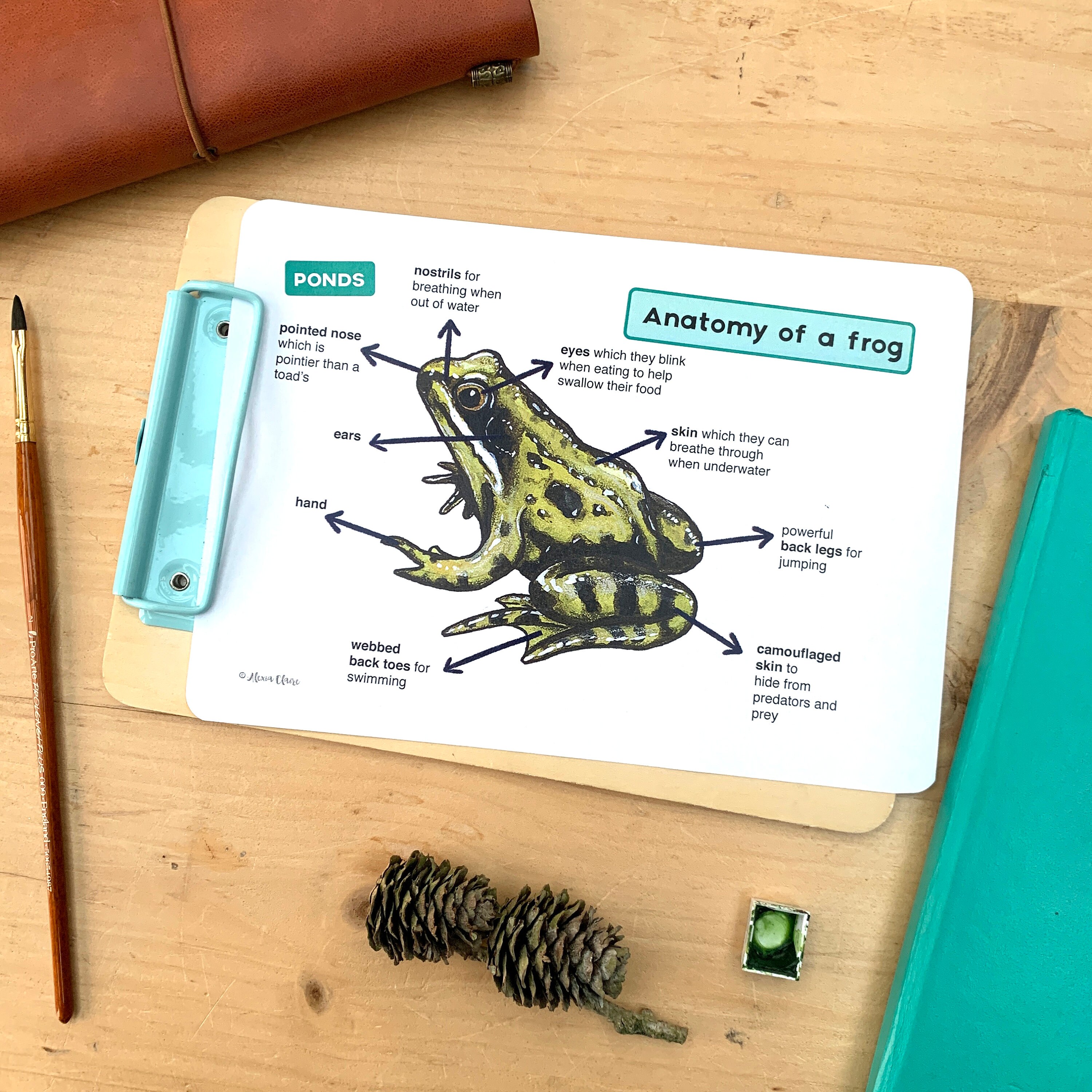 Frog Anatomy Poster Educational Pond Printable - Etsy Canada