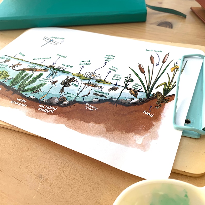 Pond Life Diagram Sheet - Educational Pond Printable - Etsy