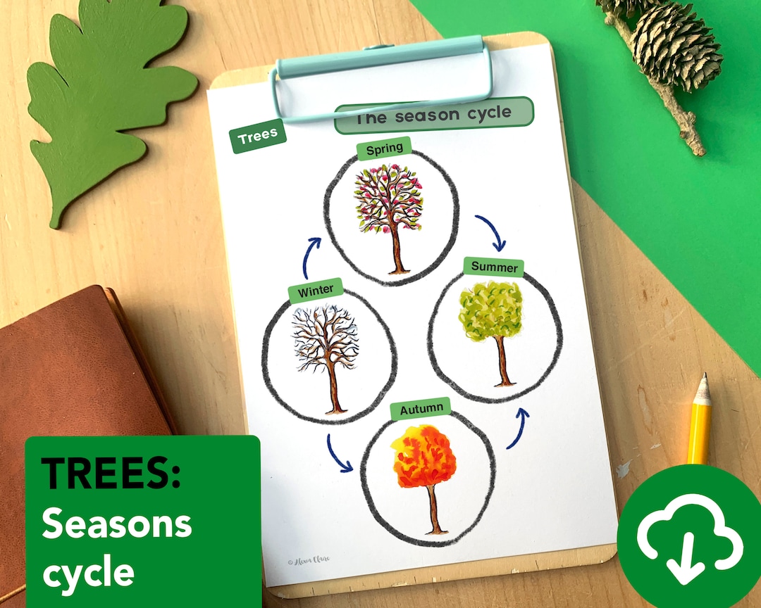 Tree Seasons Cycle - Educational Tree Printable - Etsy
