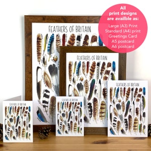 Feathers of Britain Print, Feathers Poster, Feather Collection ...