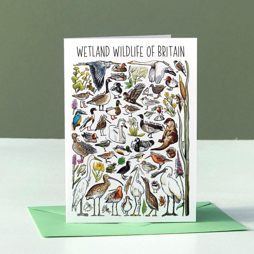 Wetland Wildlife of Britain Greeting Card - Etsy