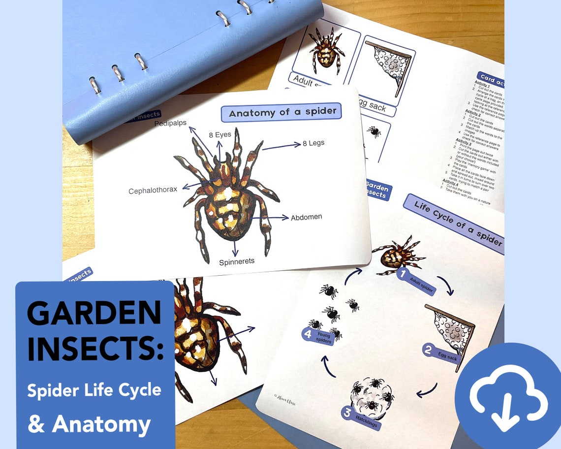 Spider Life Cycle Diagram Educational Spider Anatomy - Etsy UK