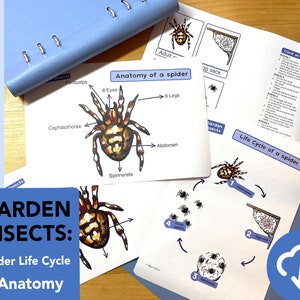 Spider Life Cycle Diagram - Educational Spider Anatomy Printable - Etsy UK