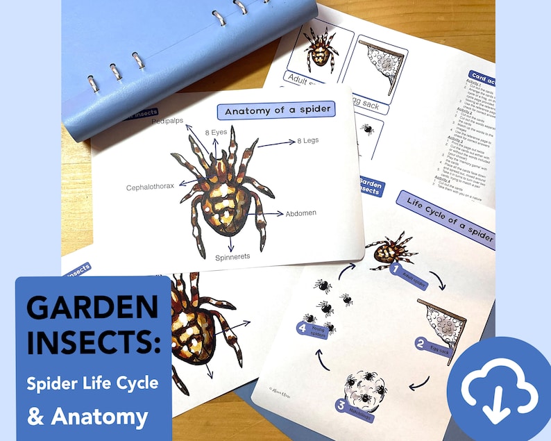 Spider Life Cycle Diagram Educational Spider Anatomy - Etsy UK