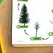 Pine Tree Life Cycle - Educational Tree Printable - Etsy