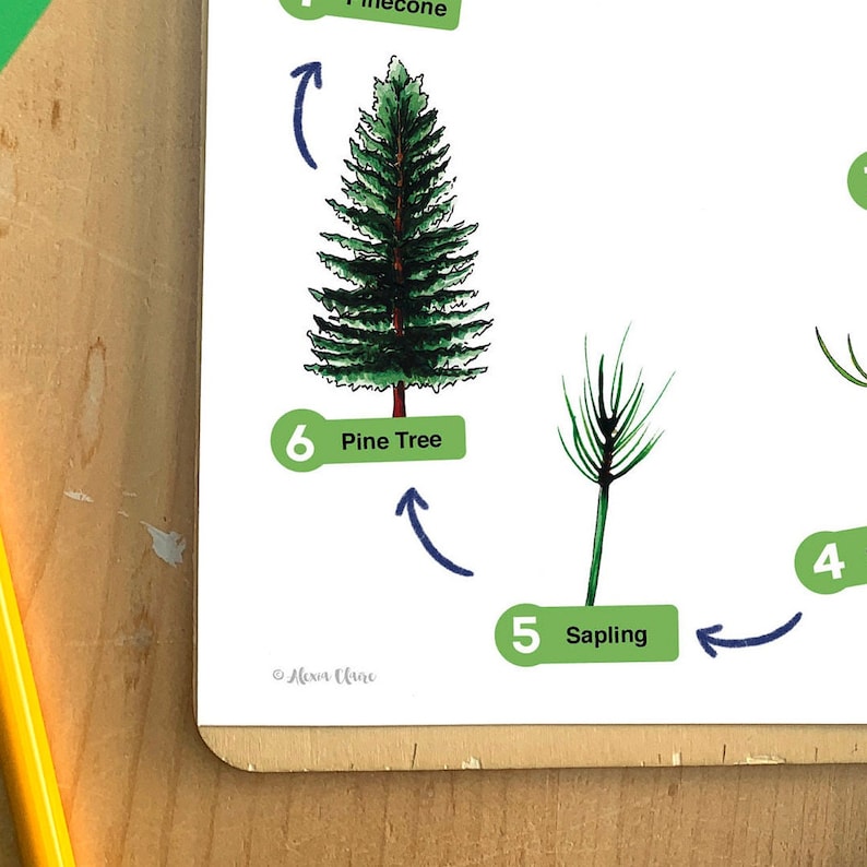 Pine Tree Life Cycle Educational Tree Printable - Etsy