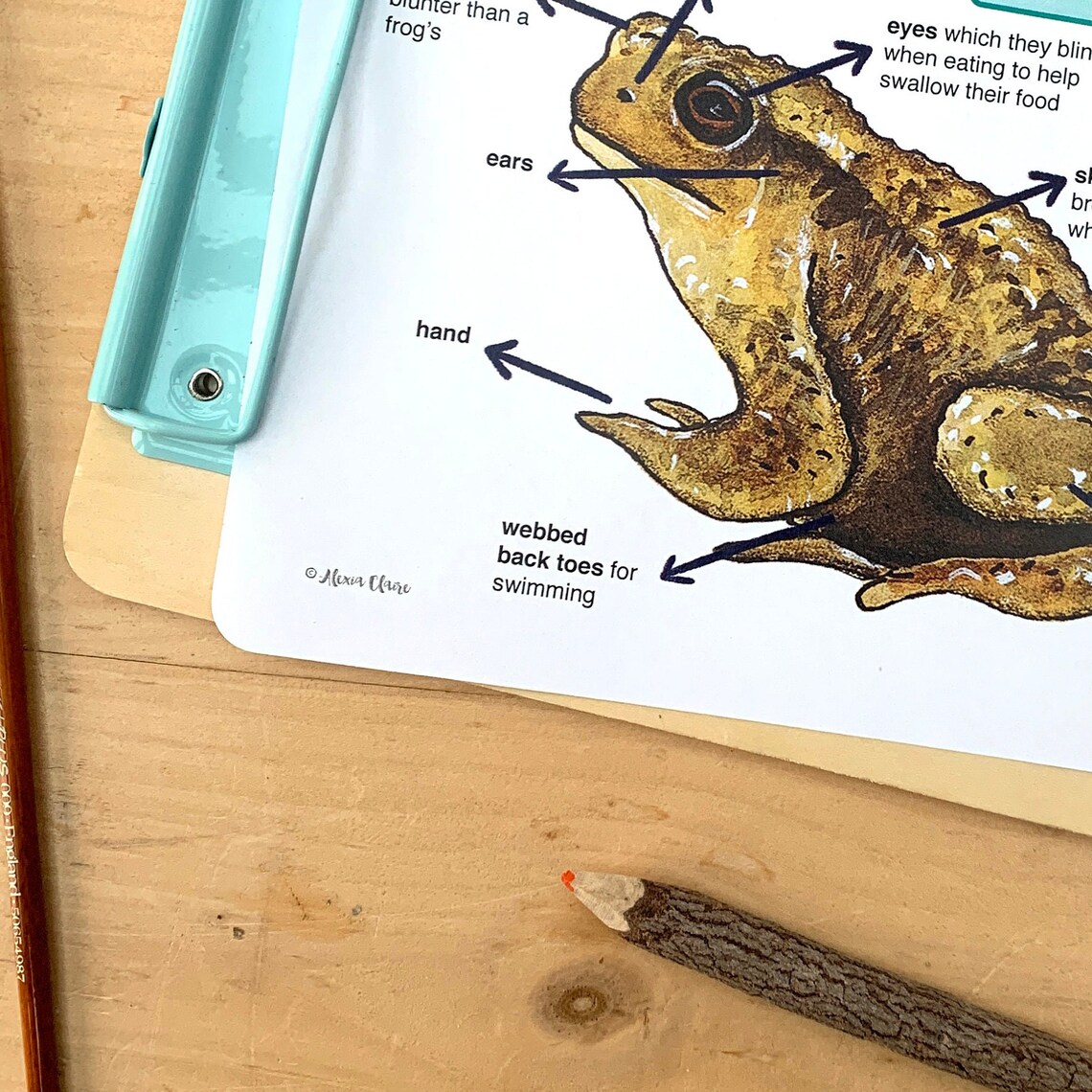 Toad Anatomy Poster Educational Pond Printable | Etsy