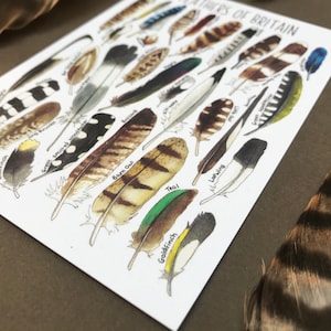 Feathers of Britain Postcard, Bird Card, Feather Collection, Wildlife ...