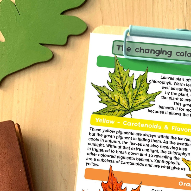 Tree Leaves Colour Change Study Worksheet - Educational Tree Printable ...