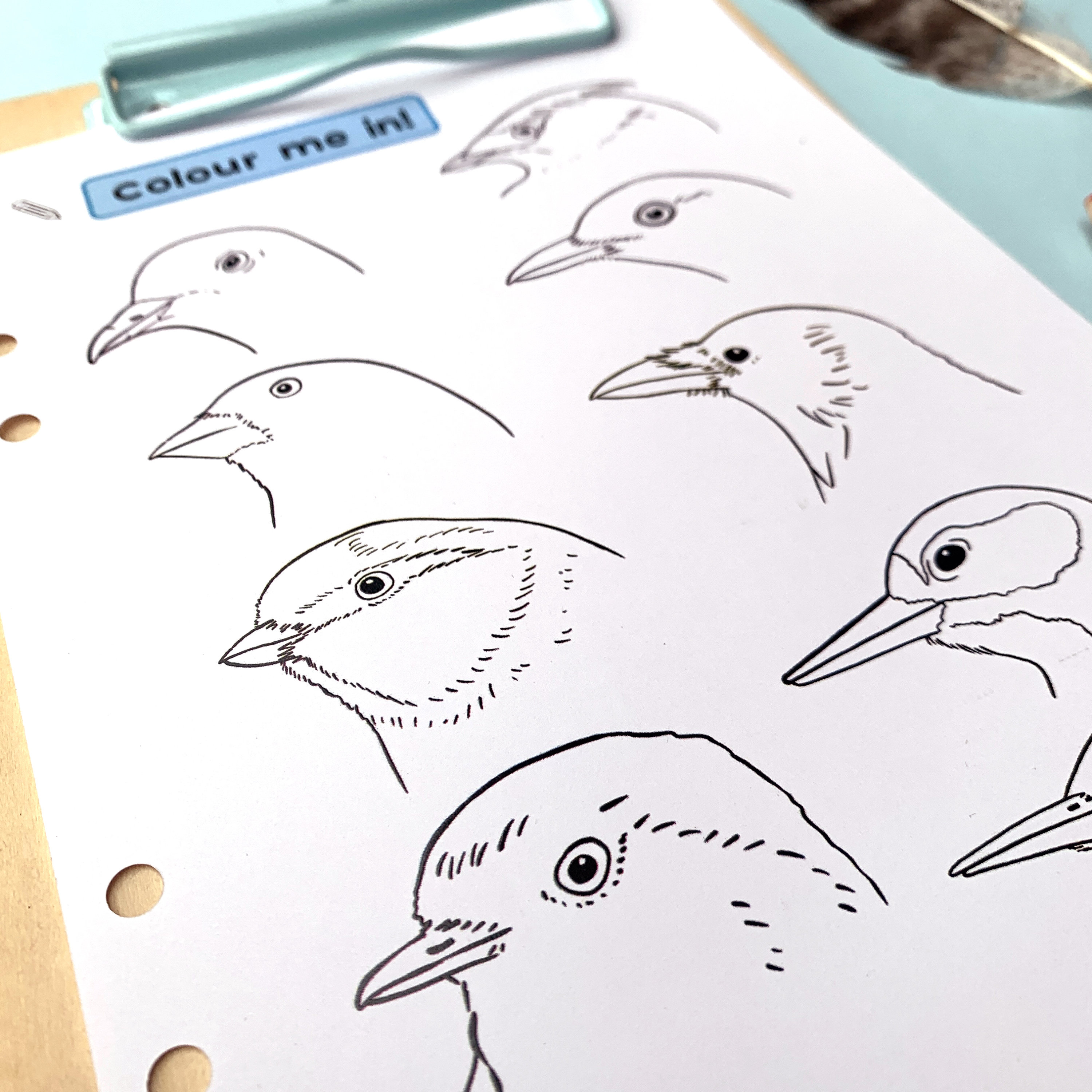 Garden Birds Colouring in Sheet Educational Birds Species - Etsy UK