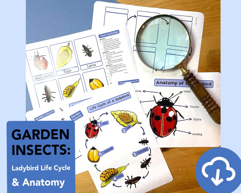 Ladybird Life Cycle Diagram - Educational Ladybird Anatomy Printable - Etsy