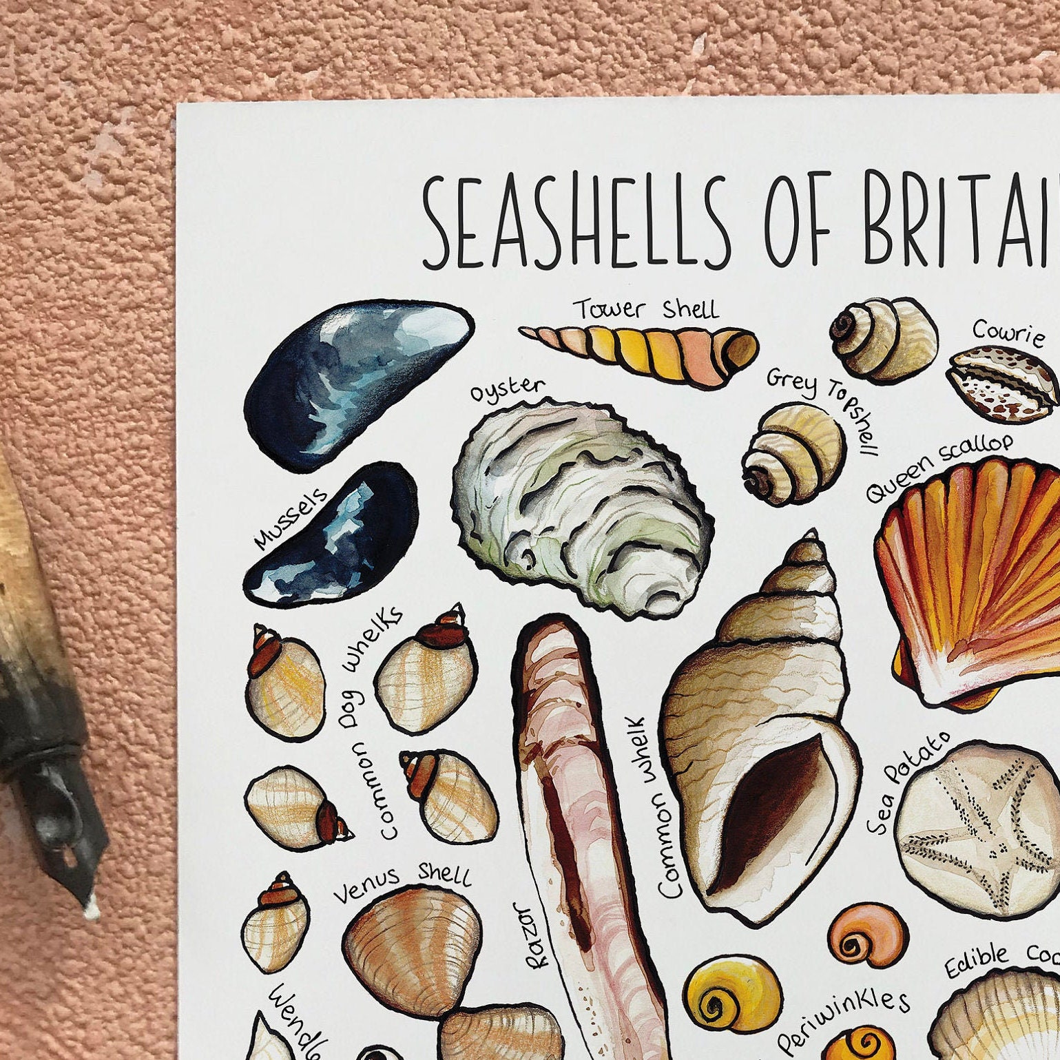 Seashells of Britain Postcard Shells Poster Shell | Etsy UK