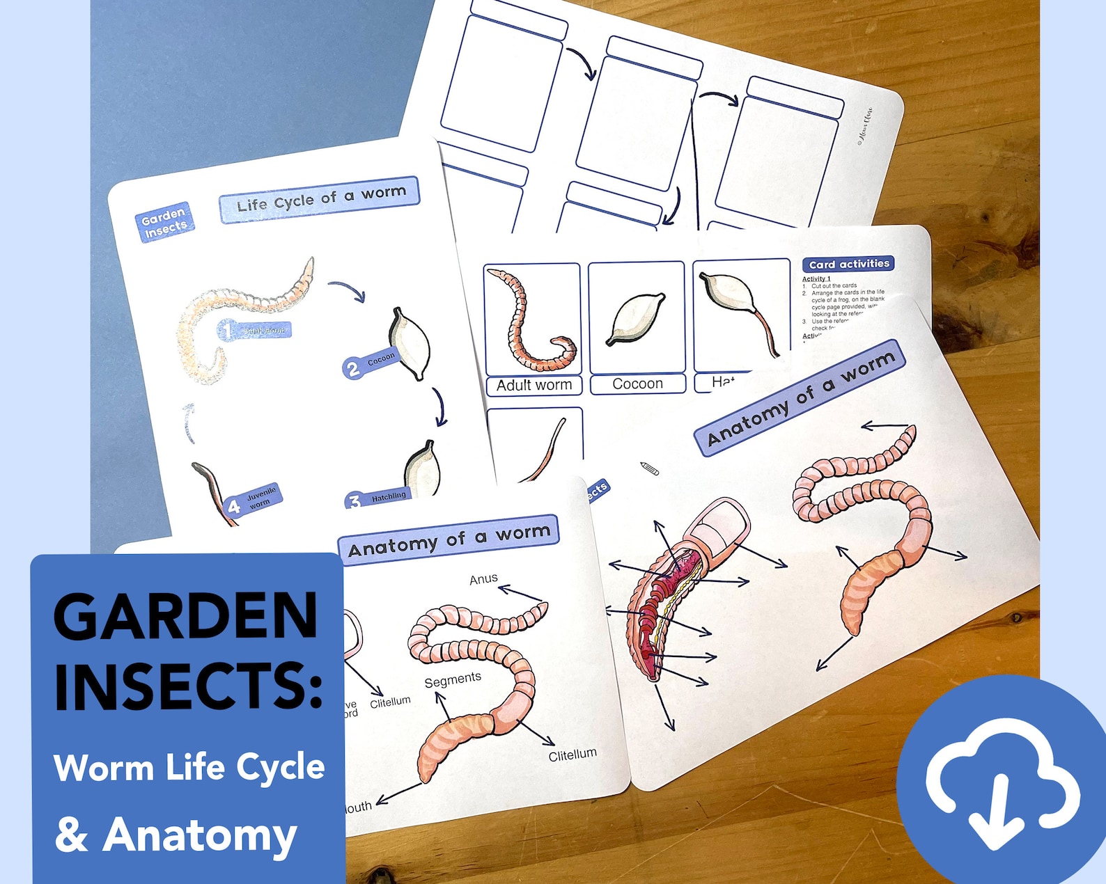 Worm Life Cycle Diagram - Educational Worm Anatomy Printable - Etsy