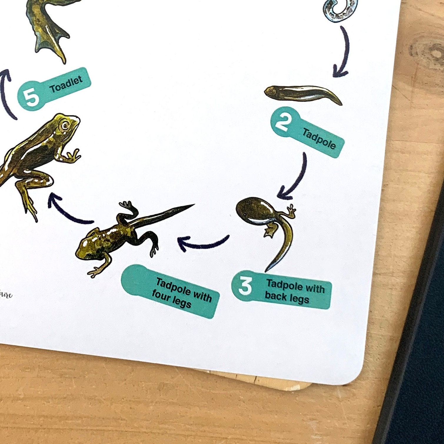 Toad Life Cycle Poster Educational Pond Printable - Etsy Hong Kong