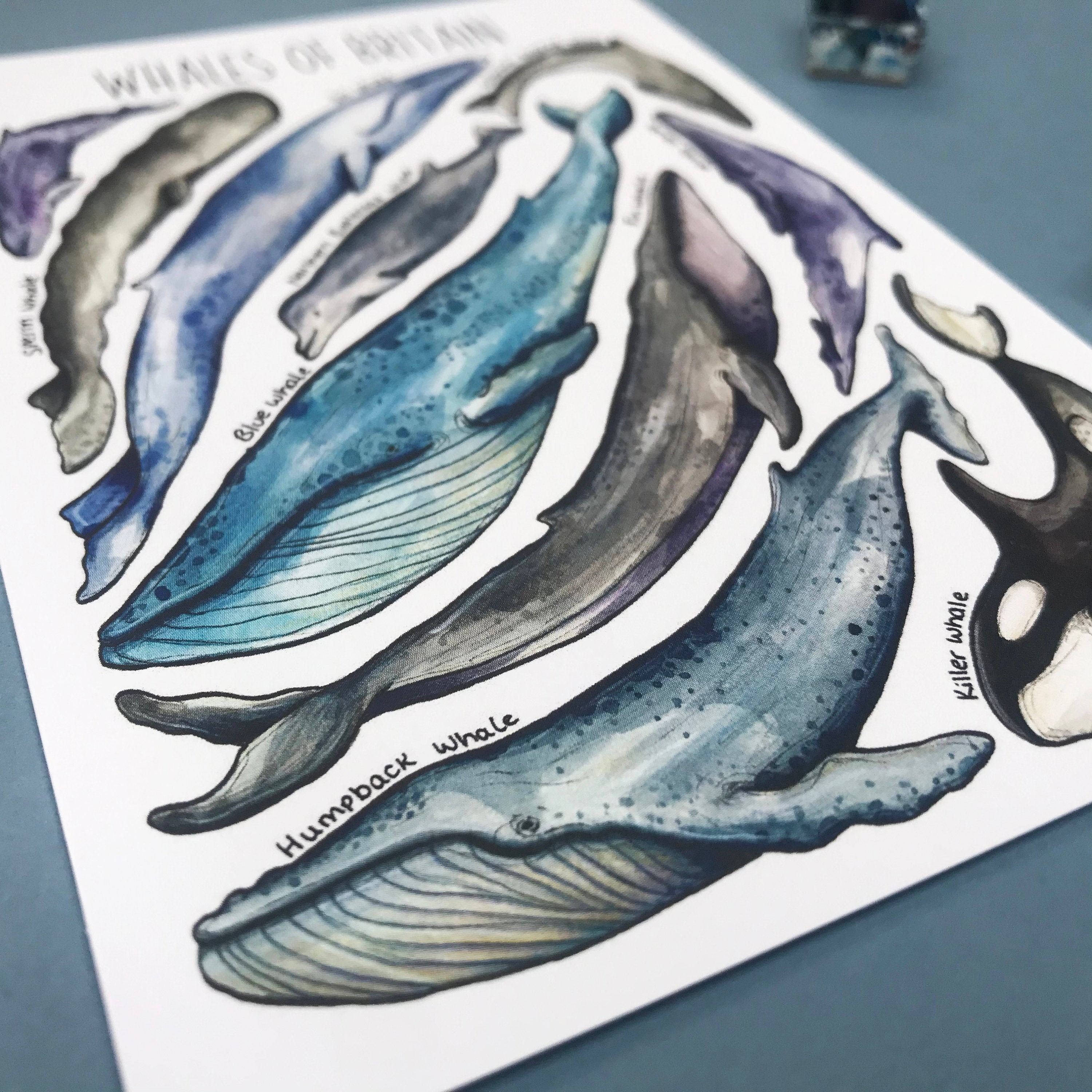 Whales of Britain Postcard, Whale Card, Whale Collection, Wildlife ...