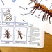 Ant Life Cycle Diagram Educational Ant Anatomy Printable - Etsy