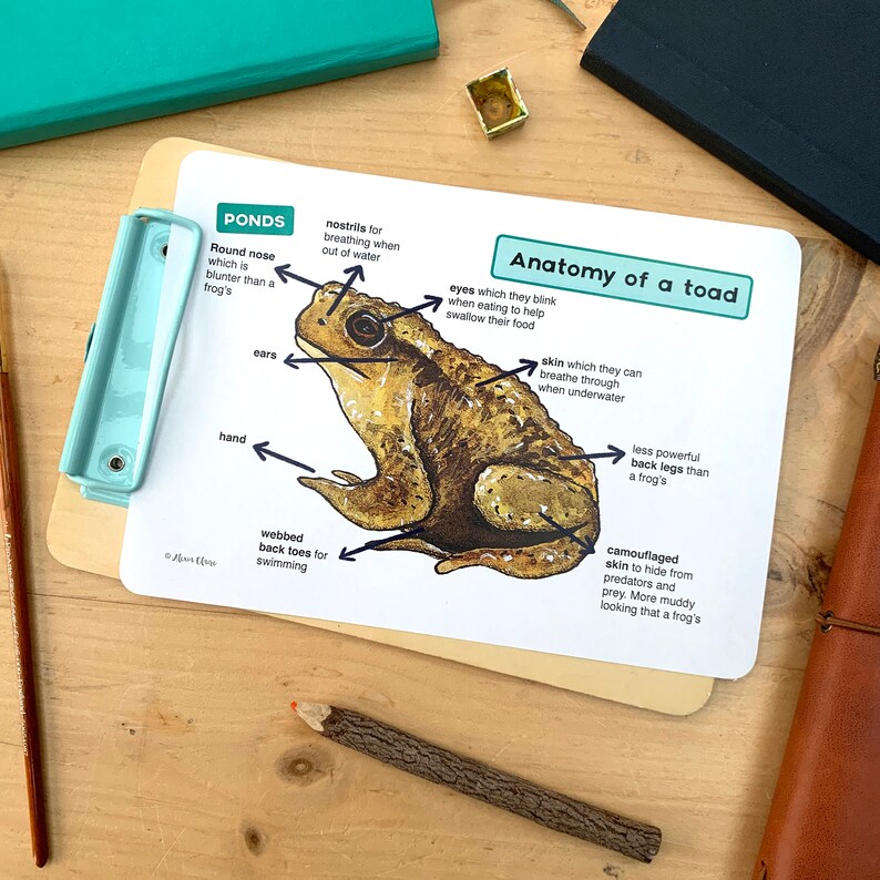 Toad Anatomy Poster Educational Pond Printable | Etsy