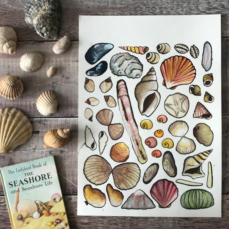 Seashells of Britain Postcard Shells poster Shell | Etsy