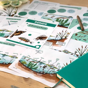 Pond Ecosystem and Food Chains Nature Study Pack - Home Education Food ...