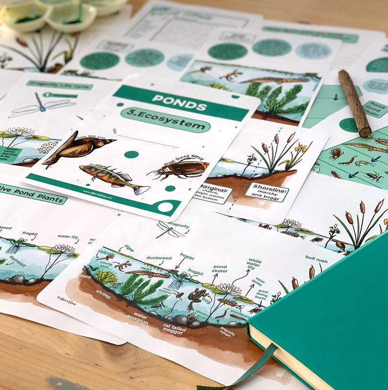 Pond Ecosystem and Food Chains Nature Study Pack Home - Etsy